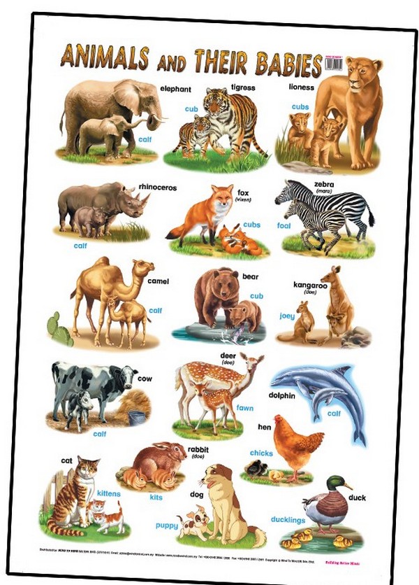 Education Charts. Animals And Their Babies - Ціни у всіх магазинах